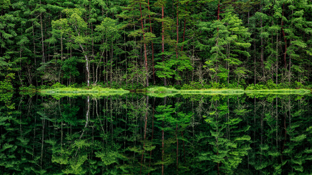 Business Resources, News, Tax Updates | GreerWalker CPAs